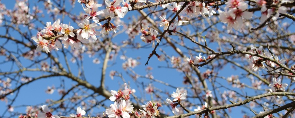 Descubre la belleza de los almendros en flor de Mallorca